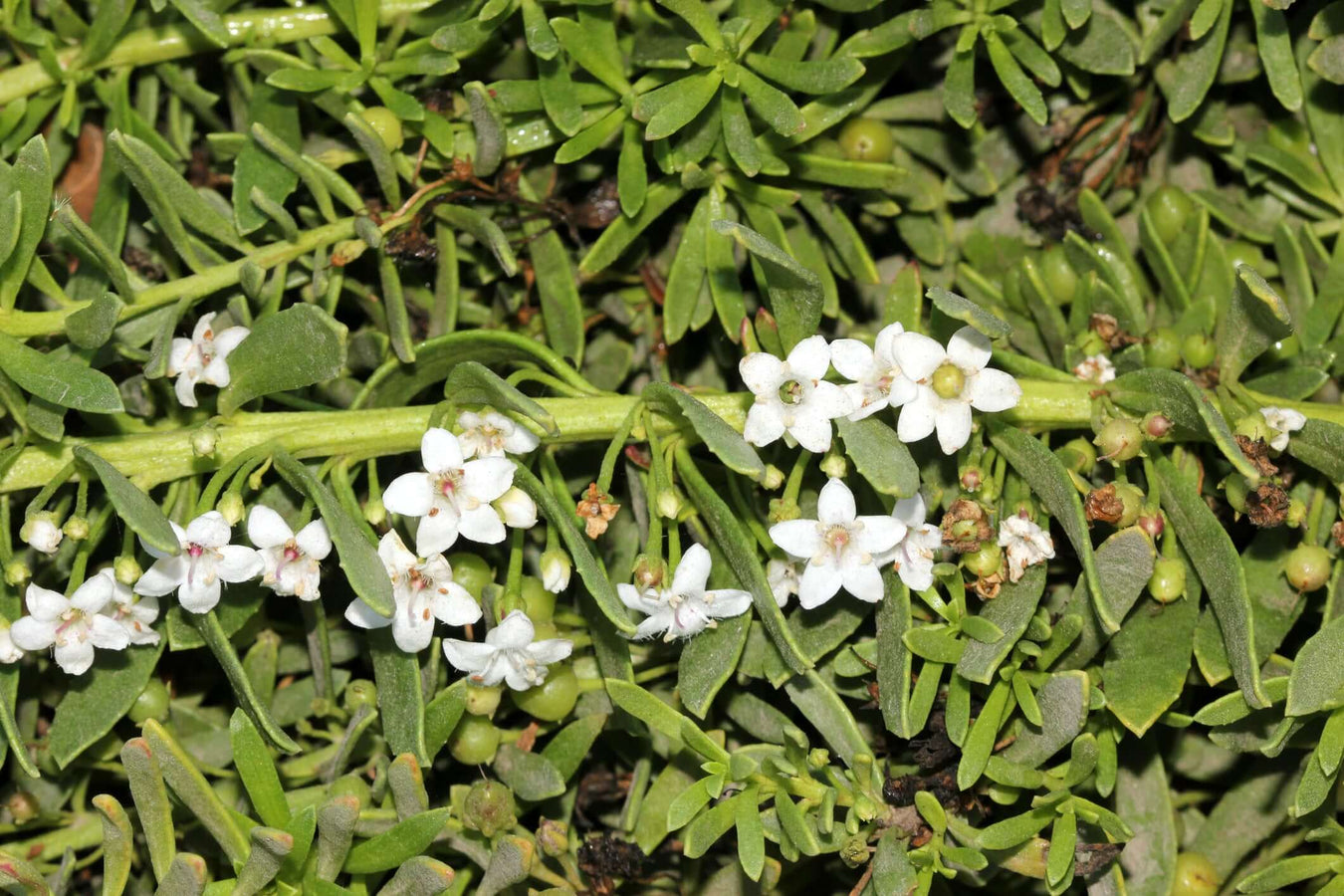 Myoporum parvifolium 'White' – Plants Express