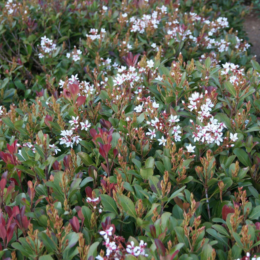 Rhaphiolepis indica 'Clara' (White Indian Hawthorn) – Plants Express