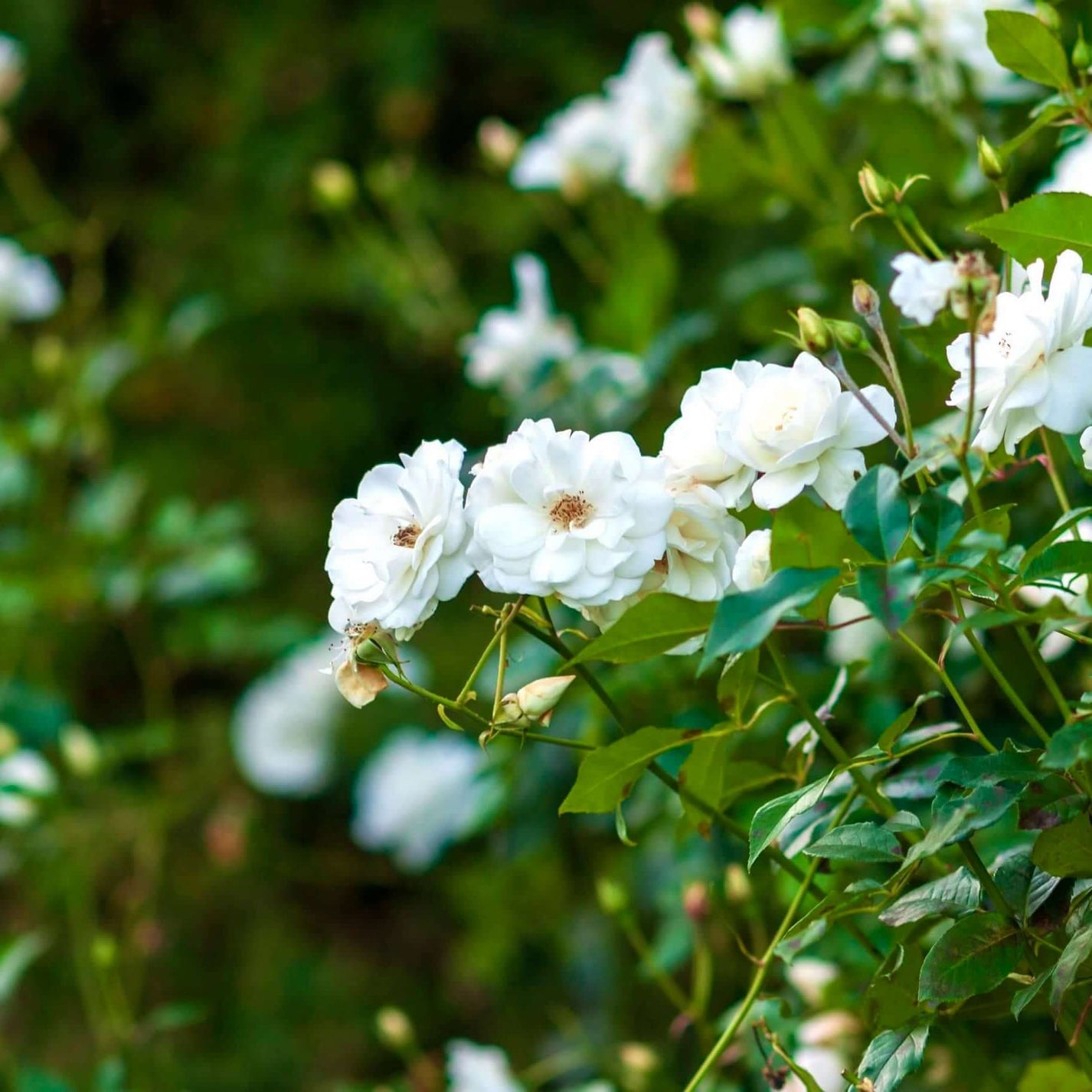 White Iceberg Shrub Rose | Plants Express
