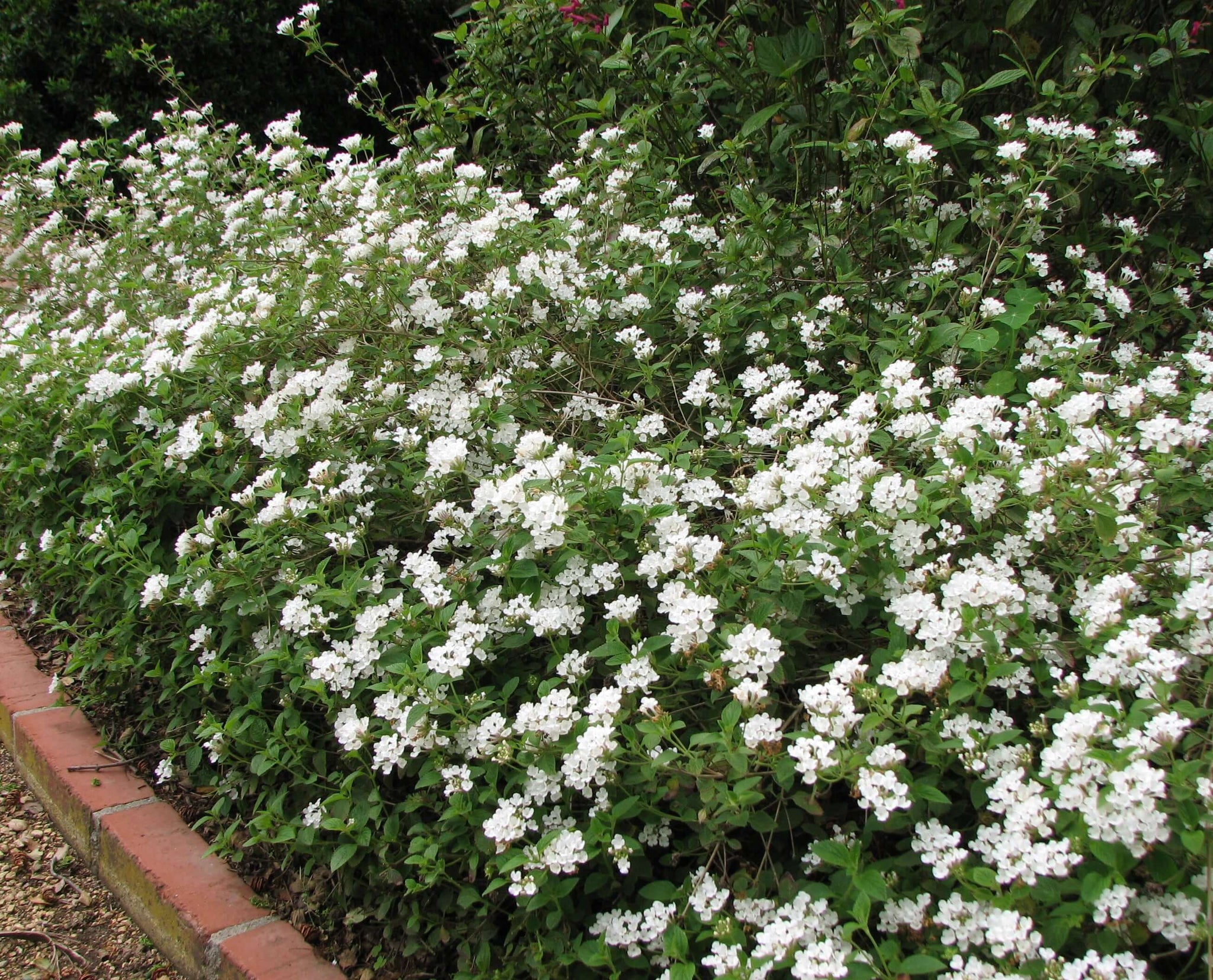Lantana montevidensis 'Trailing White'
