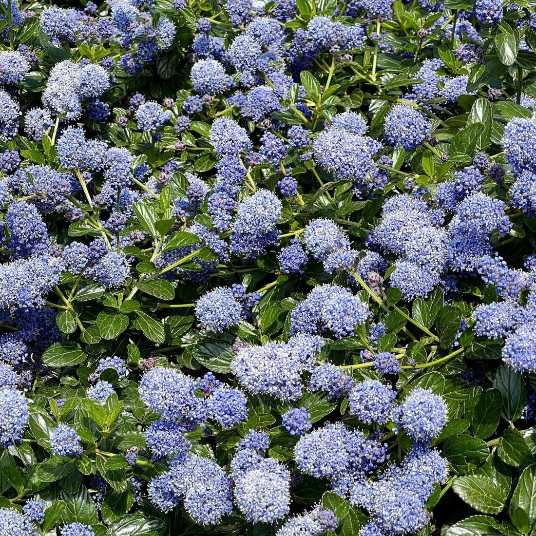Ceanothus griseus horizontalis 'Yankee Point'
